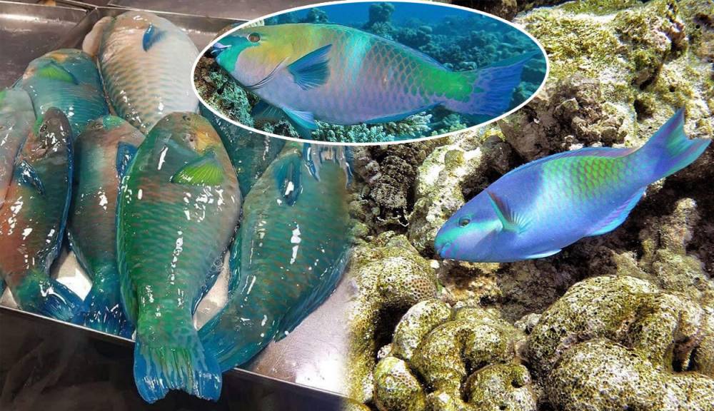 តេីពិតទេ? ត្រីប៉ារ៉ាហ្គាយ/ត្រីសេក(Parrot fish) ផលិតខ្សាច់៣២០Kg/ឆ្នាំ!